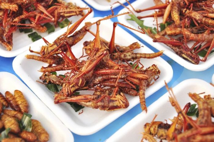 Eat2Gather | W-EET-je welke insecten je kunt eten en hoe gezond ze zijn?